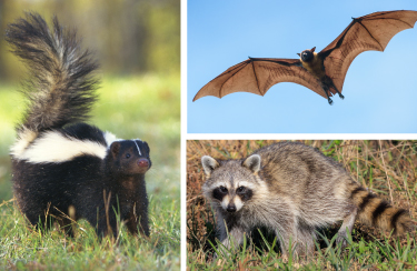 Rabies and Bite Prevention | Shasta County CA